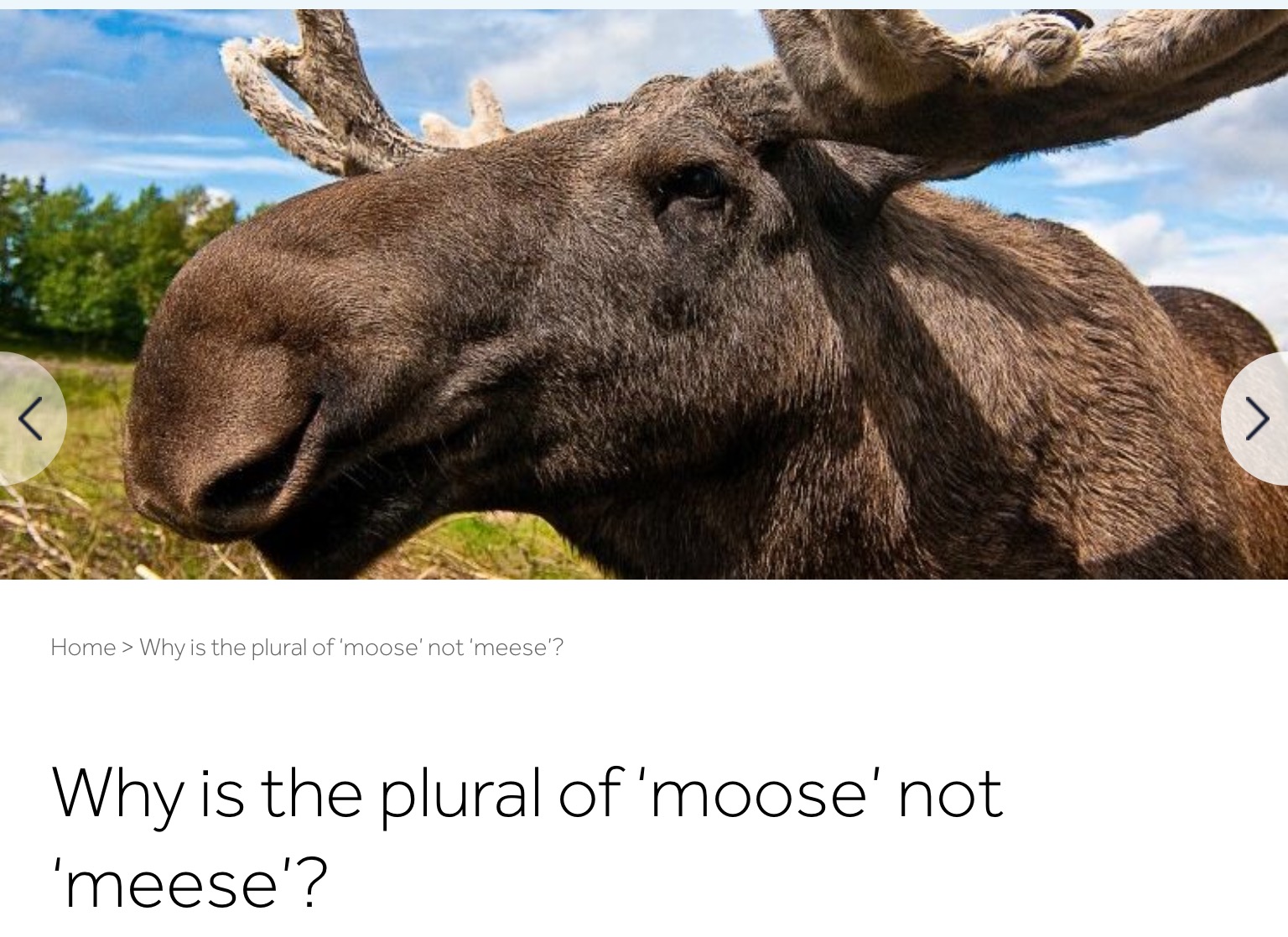 Tough Moose? The Top English highlights from the week. – Kim Griffiths ...