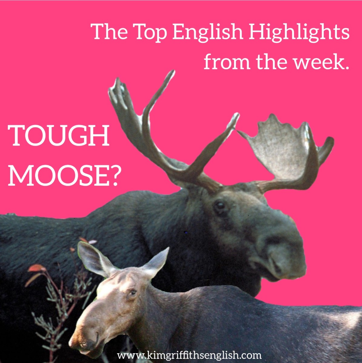Tough Moose? The Top English highlights from the week. – Kim Griffiths ...